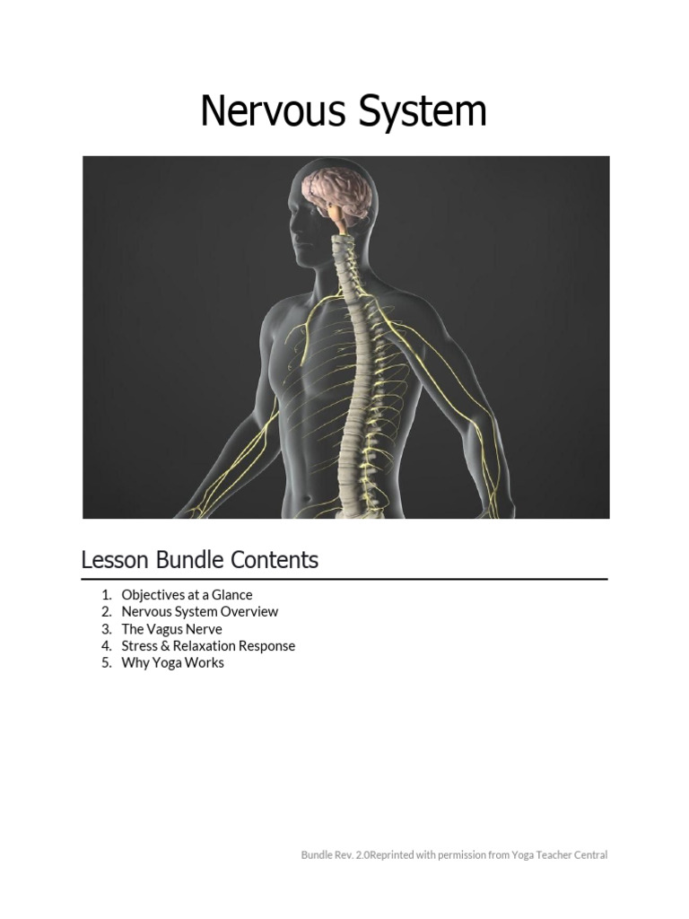 Lesson-Bundle-Nervous-System-2.0.docx | PDF | Autonomic Nervous System ...