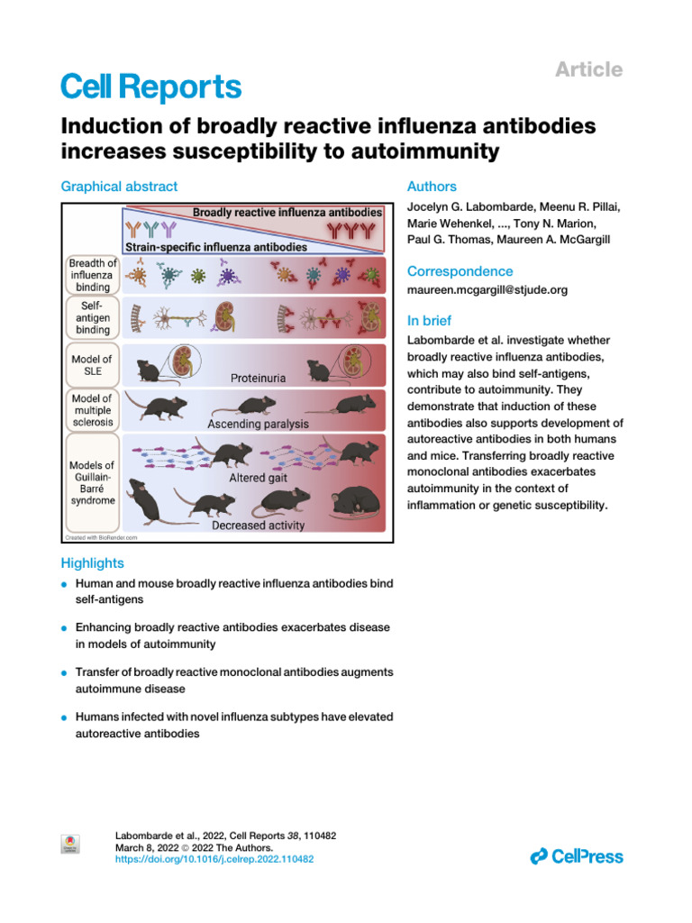 Induction of Broadly Reactive Influenza Antibodies | PDF | Antibody ...
