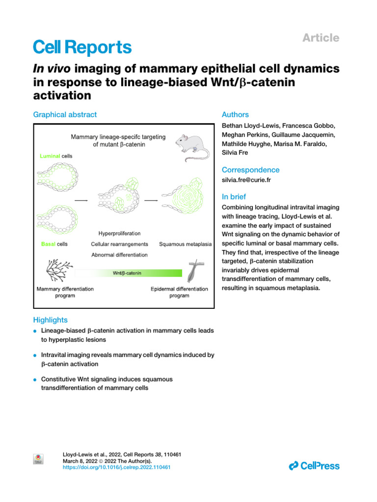 Mammary Cell Dynamics and Wnt/b-Catenin | PDF | Epithelium | Cellular ...