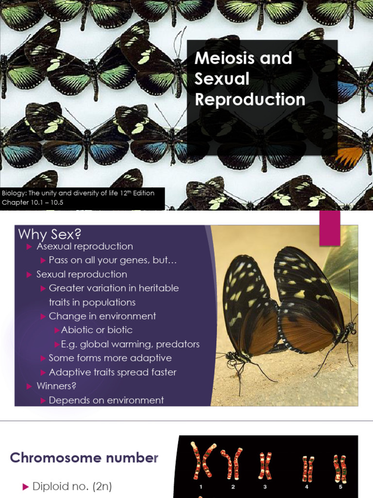 Meiosis and Sexual Reproduction Explained | PDF | Meiosis | Sexual ...