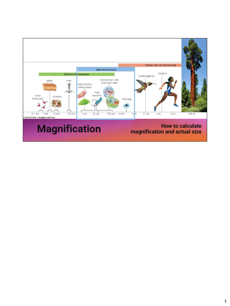 Magnification_corrected_05032025_2 | PDF | Field Of View | Microscope