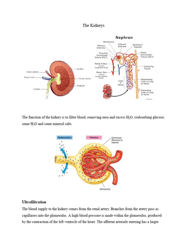 The Kidneys | PDF | Kidney | Organ (Anatomy)