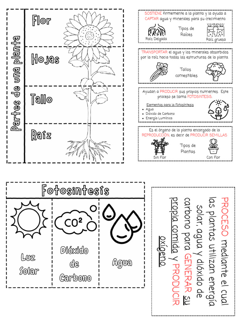 Flipbook Partes de Una Planta | PDF | Flores | Plantas