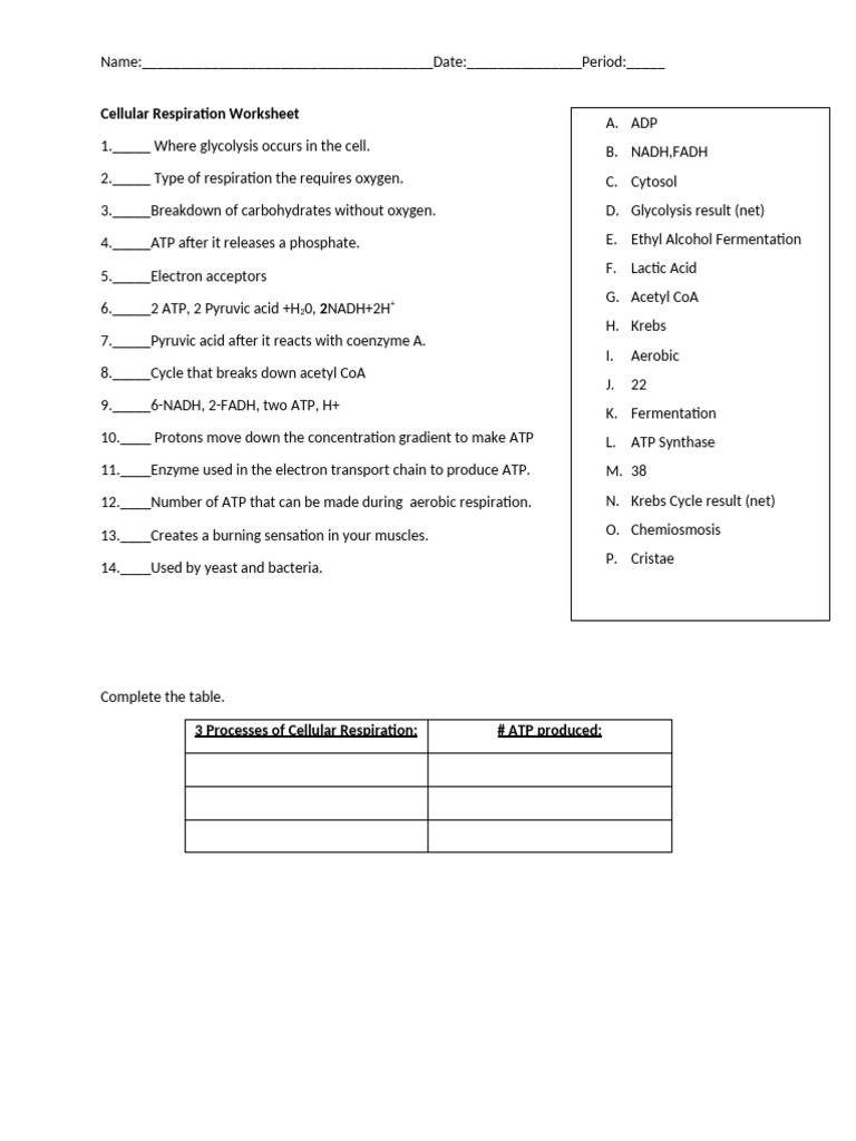Cellular Respiration Worksheet | PDF | Cellular Respiration | Adenosine ...
