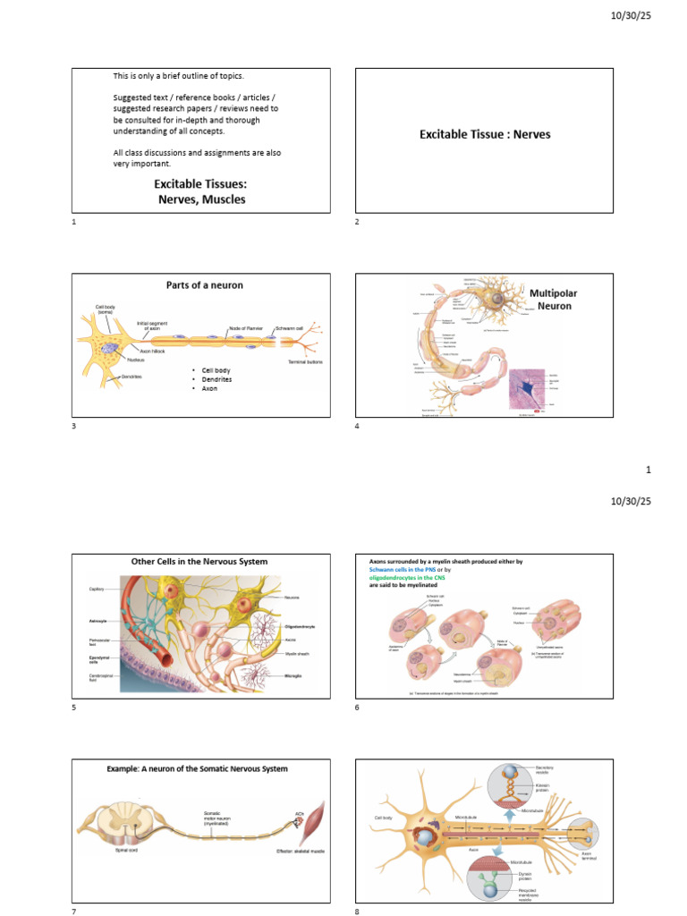 Nerve Physiology | PDF | Chemical Synapse | Neurotransmitter