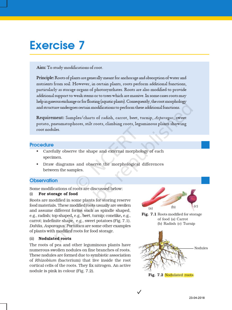Morphology Practical 1 | PDF | Root | Plants