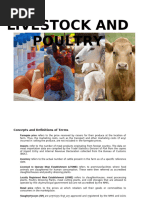 Poultry Carcass Dressing Procedure | PDF