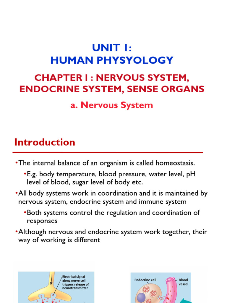 Nervous and Endocrine Systems Overview | PDF | Chemical Synapse | Neuron