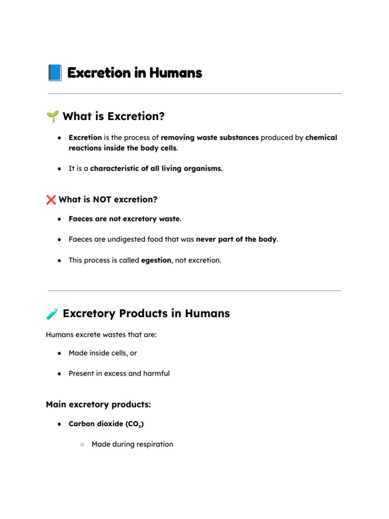 Human Excretion Process Explained | PDF