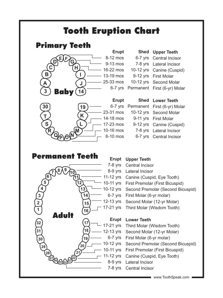 Httpswww.fromthefirsttooth.orgwp Contentuploads201803tooth Chart ...