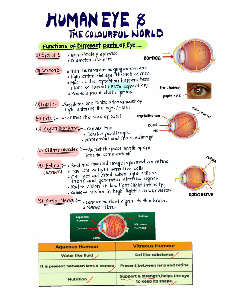 Human Eye Colourful World Handwritten Notes Pdf