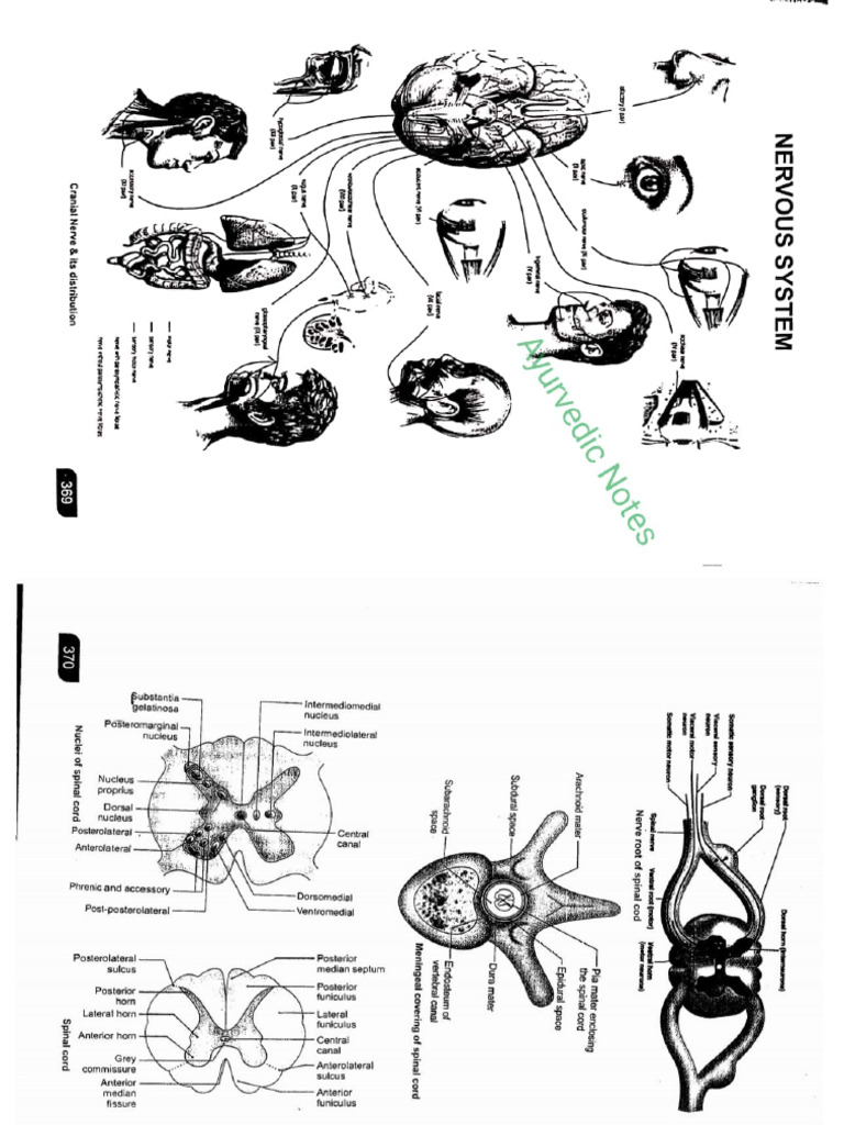 Rachna Saharir Nervous system notes | PDF