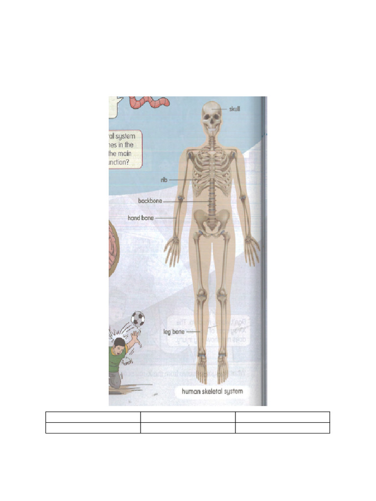 Human Skeletal System Activities for Kids | PDF