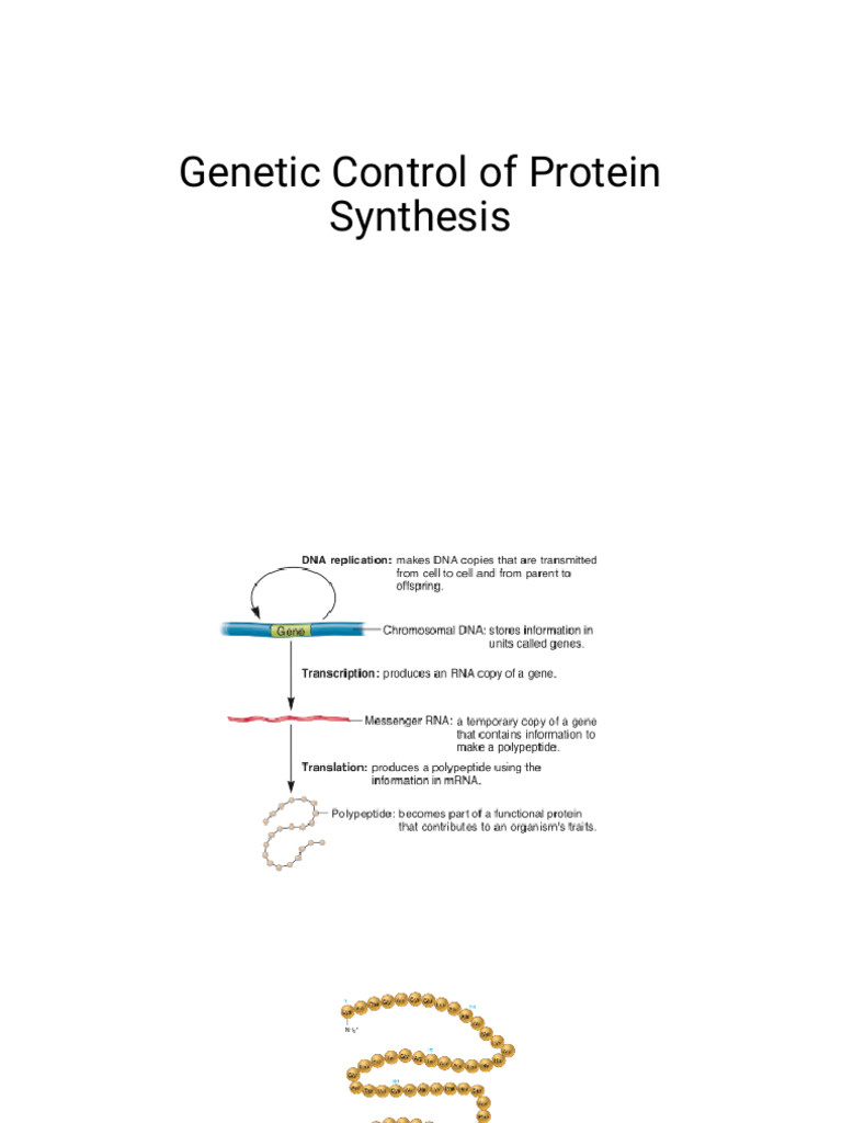 Genetic Control of Protein Synthesis | PDF