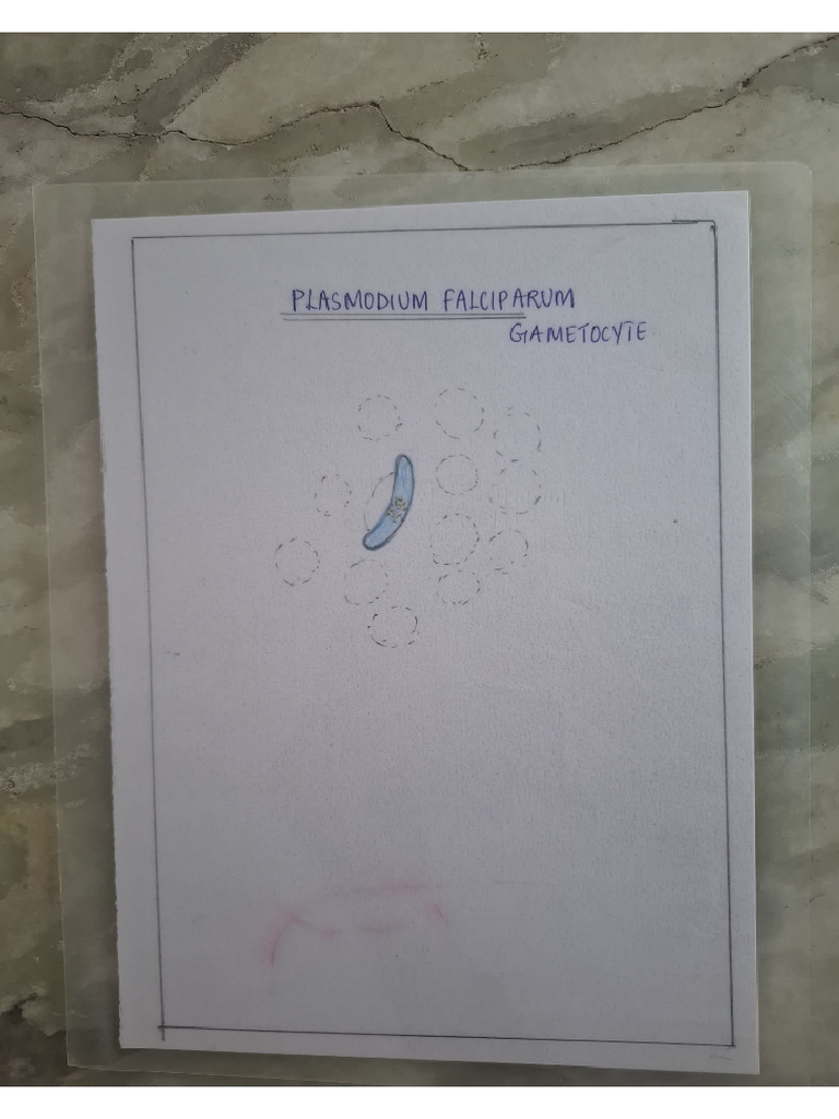 Micro | PDF