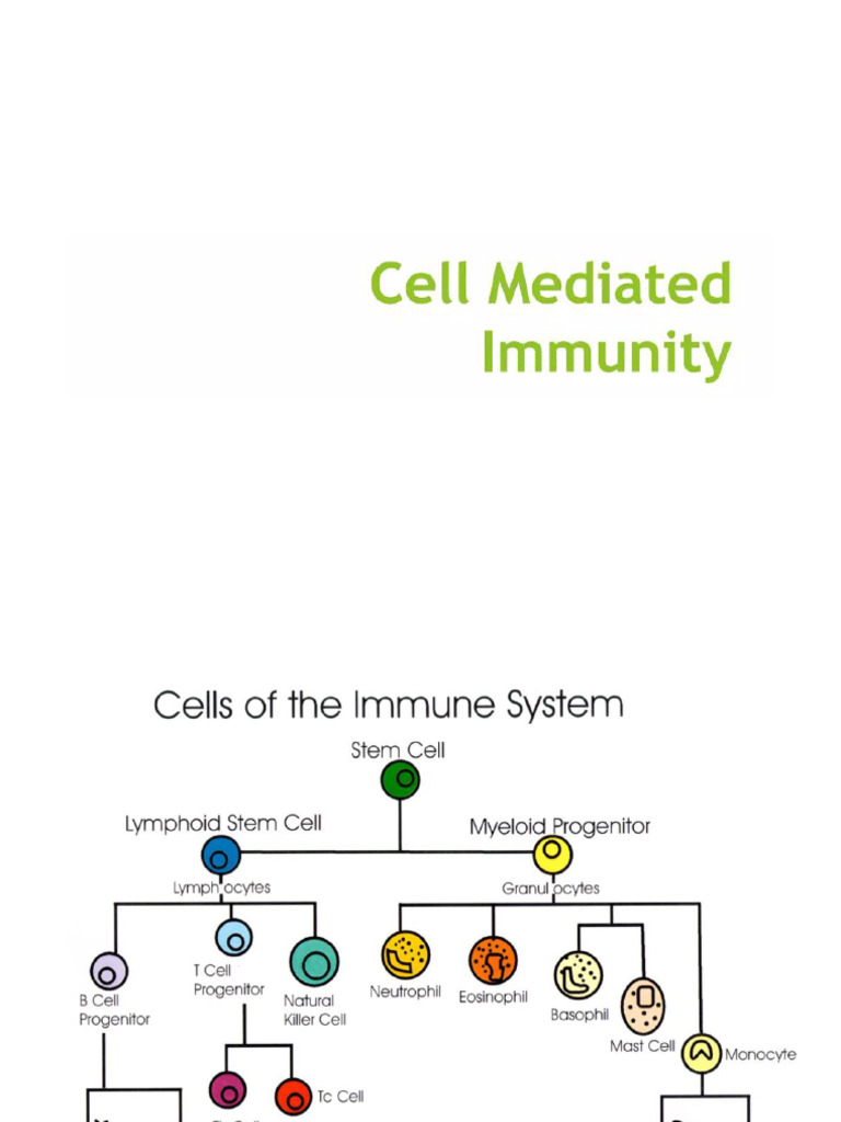 Final - Peh 210 - Cellular Immune Responses @ 2023 Version - 25-10-2023 | PDF | Cytotoxic T Cell ...