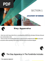Understanding the Horse's Stay Apparatus | PDF | Skeletal System | Joints