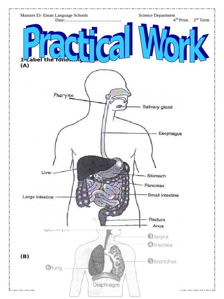 4th Prim. Science Practical Work | PDF