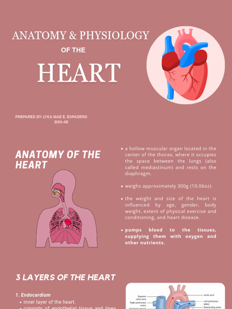 Anatomy-Physiology-of-the-Heart | PDF | Heart | Ventricle (Heart)