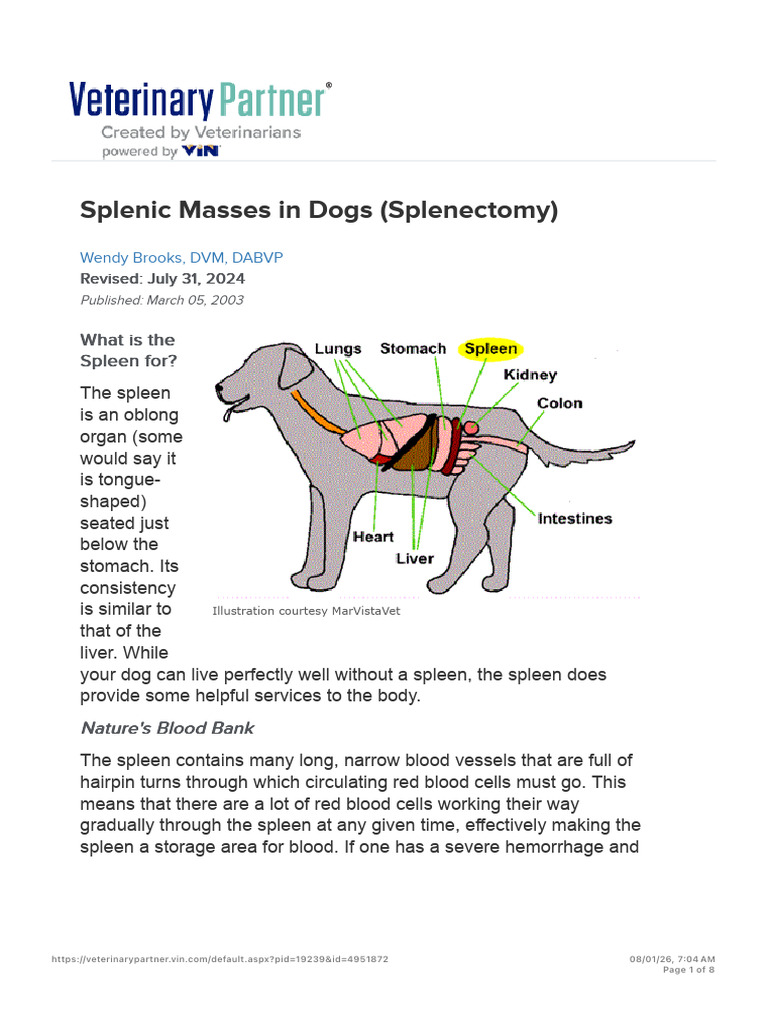 Splenic Masses in Dogs: Diagnosis & Surgery | PDF | Lymphatic System ...