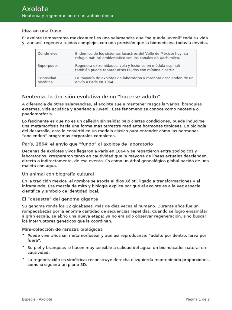 Axolote: Neotenia y Regeneración Única | PDF | Regeneración (biología ...