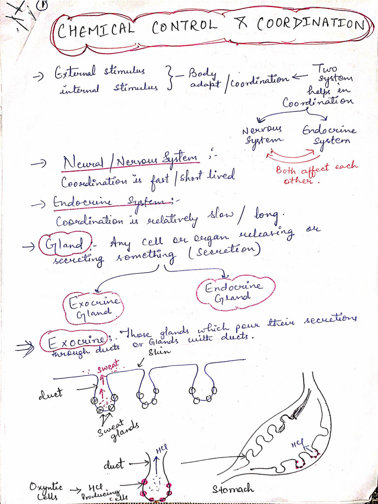 Chemical Control and Coordination(1) | PDF