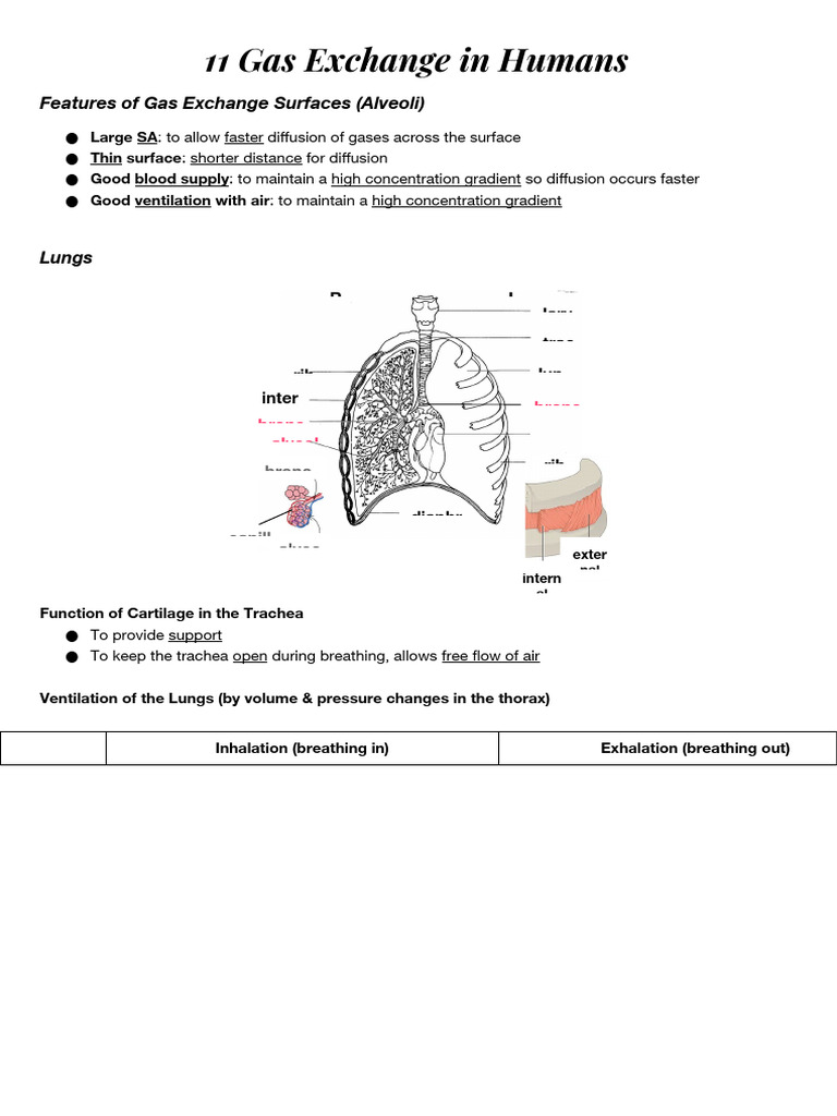 Copy of 11 Gas Exchange in Humans | PDF | Breathing | Exhalation