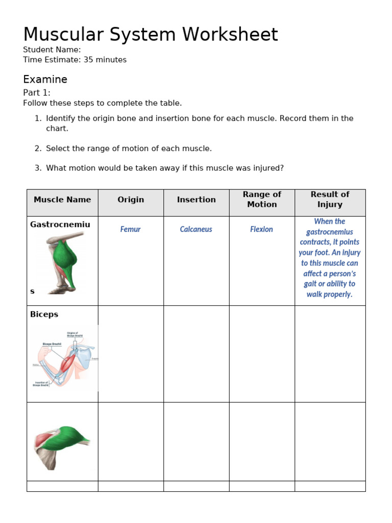 Muscular System Worksheet Guide | PDF | Anatomical Terms Of Motion ...