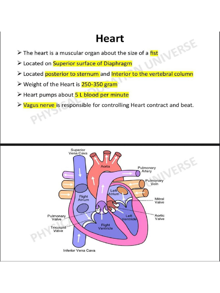 Heart Anatomy | PDF