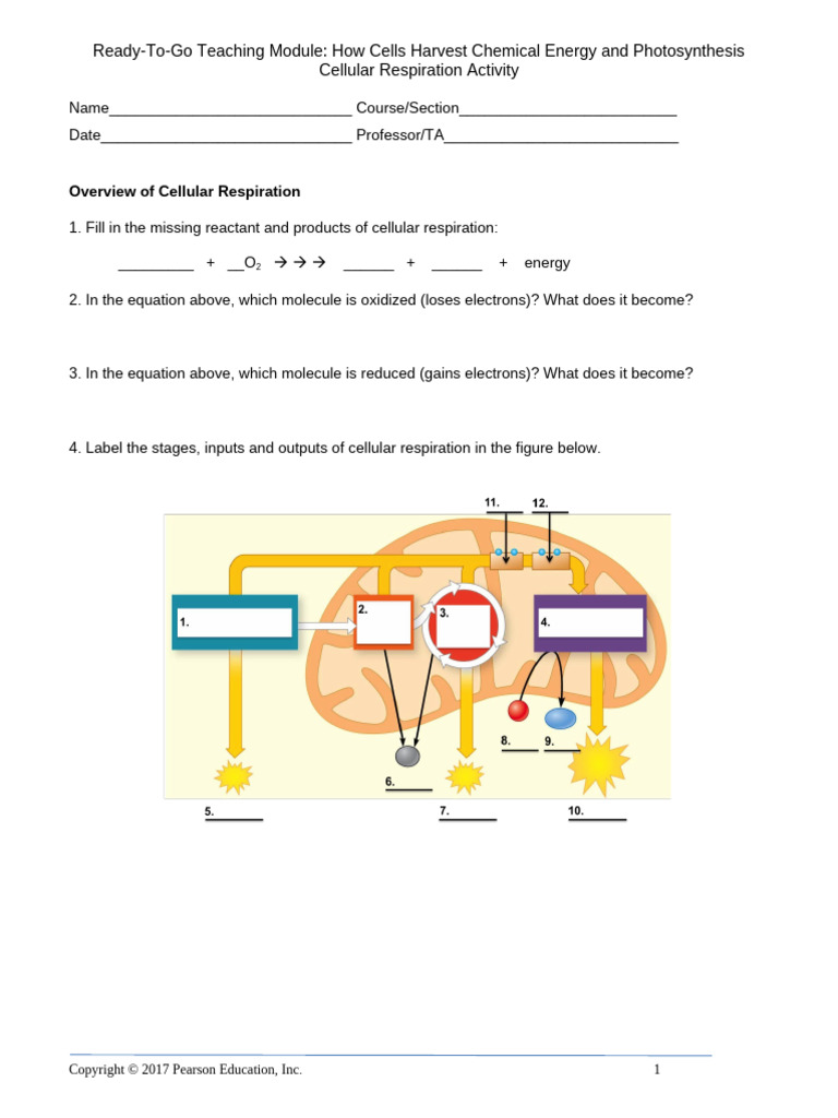 Cellular Respiration Teaching Module | PDF | Cellular Respiration ...