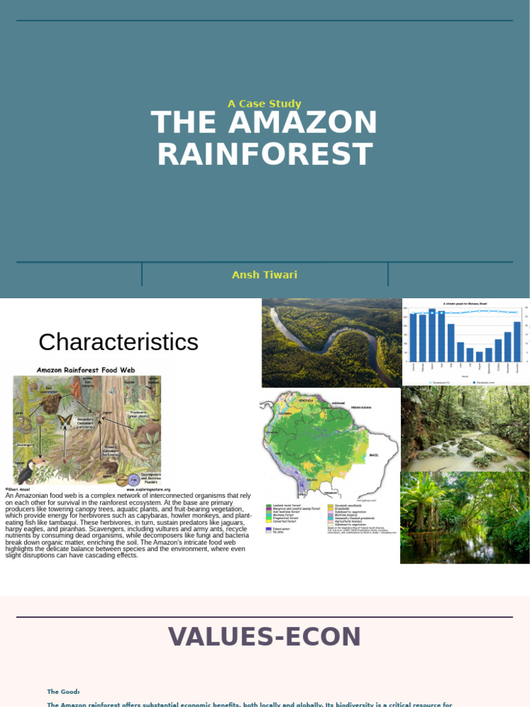 Amazon Rainforest CS | PDF | Deforestation | Habitat Destruction