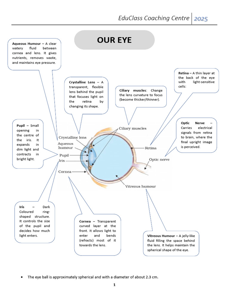 Understanding Eye Anatomy and Vision Defects | PDF | Eye | Rainbow