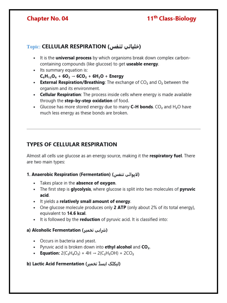 Cellular Respiration 11th-Biology Lecture | PDF | Cellular Respiration ...