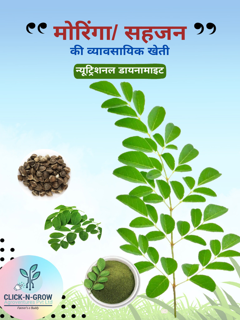 Moringa Hindi | PDF