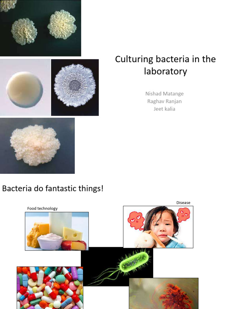 Culturing Bacteria in The Laboratory | PDF | Growth Medium | Agar