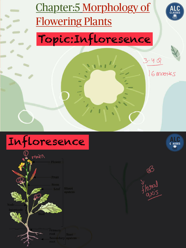 Morphology of Flowering Plants | PDF | Flowers | Plants