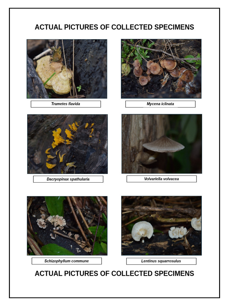 Actual Pictures of Collected Specimens - Mycology | PDF