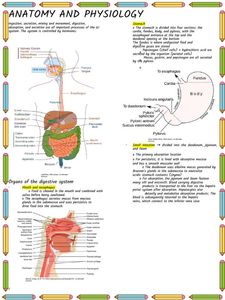 Gastrointestinal System.pdf 1 50 | PDF | Liver | Small Intestine