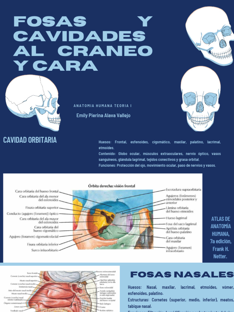 Blue Simple Minimalist Illustrated Outline Anatomy Biology the Skeletal ...