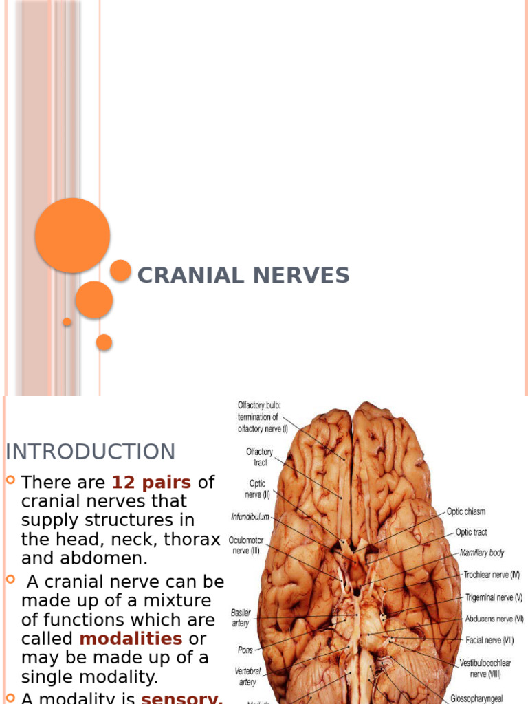 Overview of Cranial Nerves Functions | PDF | Vagus Nerve | Nervous System
