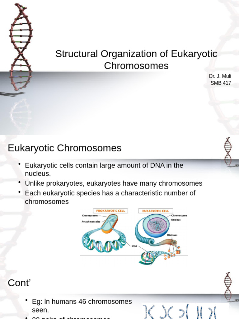 Structural Organization of Eukaryotic Chromosomes | PDF | Histone ...