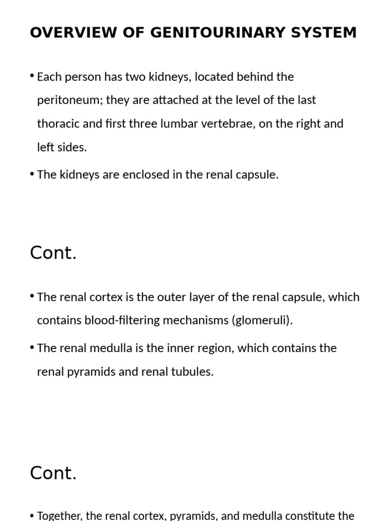 Genitourinary System Overview | PDF | Kidney | Urinary System