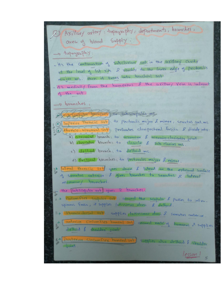AN Limbs | PDF