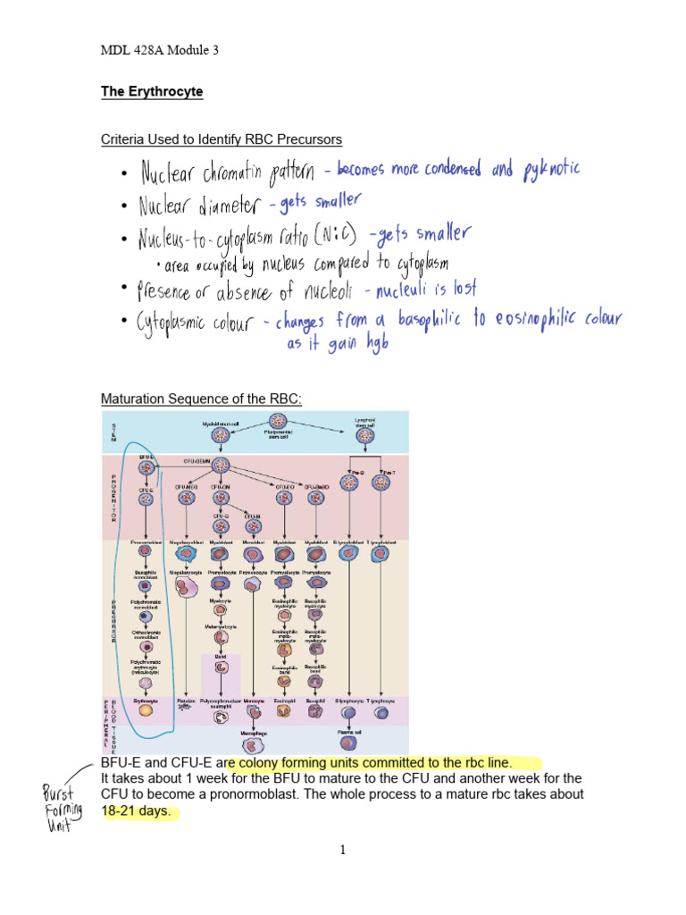 Hemo Module 3 -2024 | PDF | Red Blood Cell | Anemia