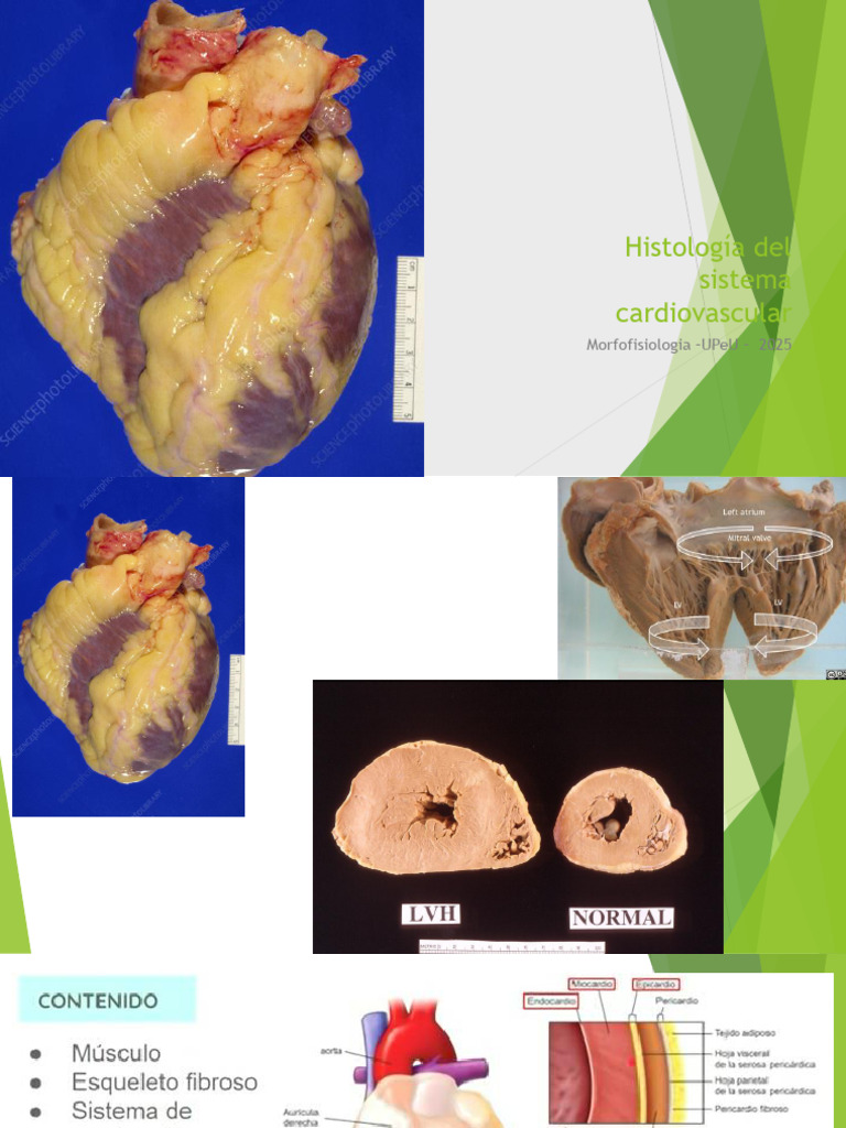 MF.CARDIOVASCULAR. UPeU Dic.2025 | PDF | Artería | Corazón