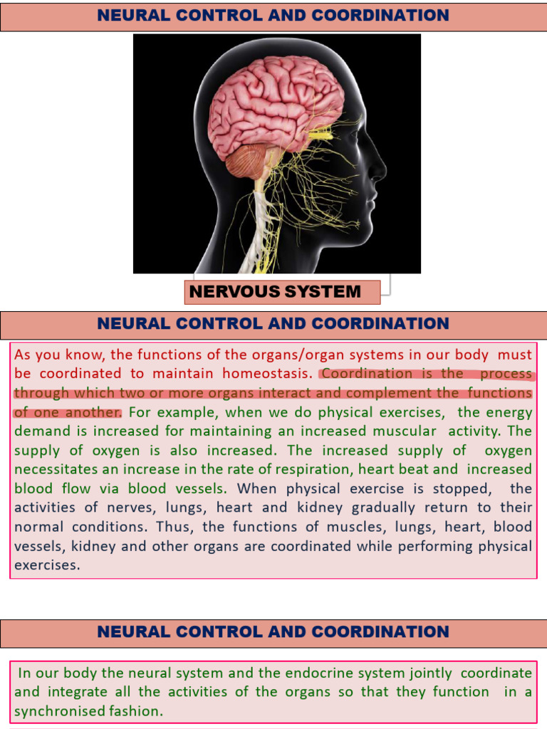 NERVOUS SYSTEM Nurture by Dr Yogesh Swami RR 8f0 251109 002040 | PDF ...