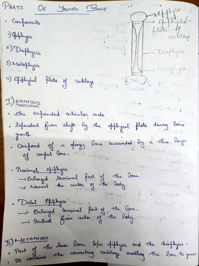 Bones Notes Continuation | PDF