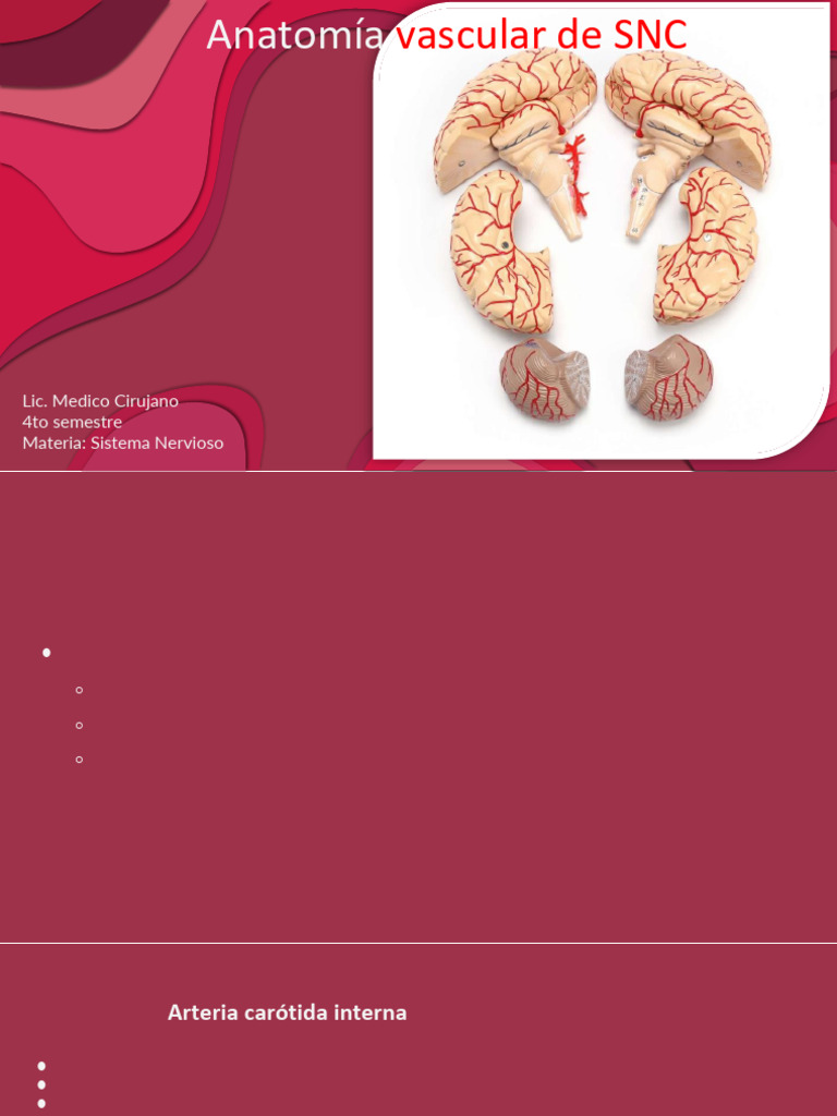 Anatomia Vascular | PDF | Cerebelo | Sistema cardiovascular
