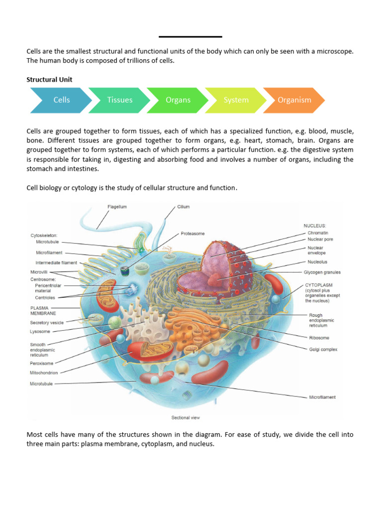 New Cell and Its Structure 18.12.19 | PDF | Endoplasmic Reticulum ...