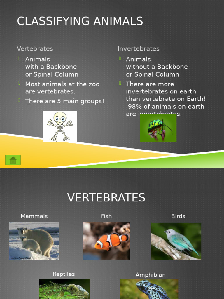Animal Classification: Vertebrates vs. Invertebrates | PDF ...